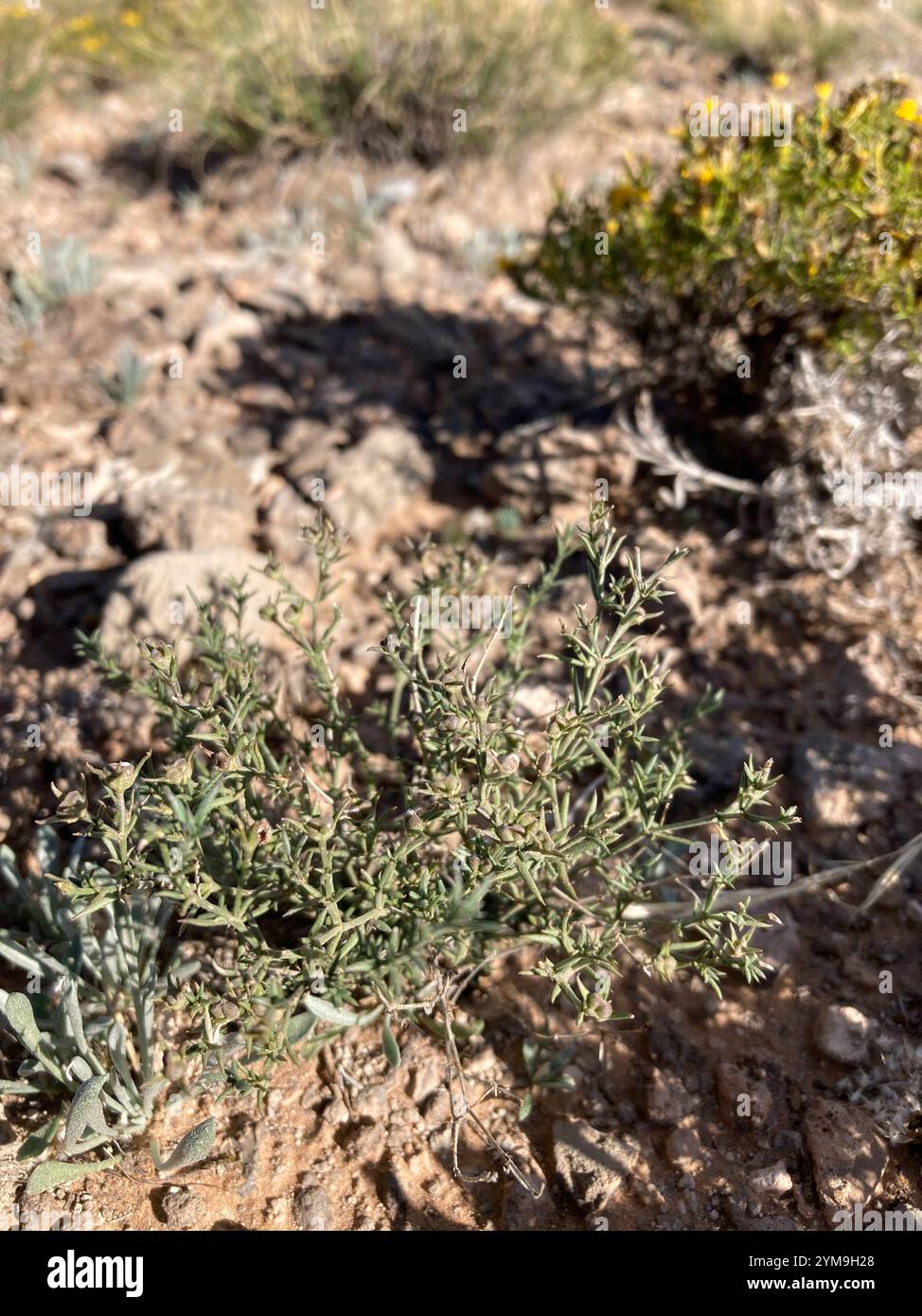 Needleleaf hi-res stock photography and images - Alamy