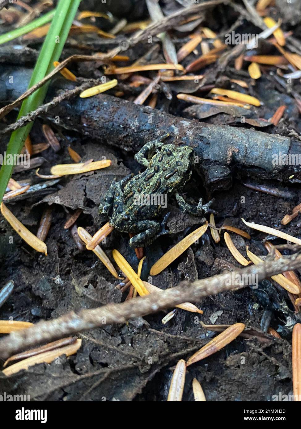 Western Toad (Anaxyrus boreas Stock Photo - Alamy