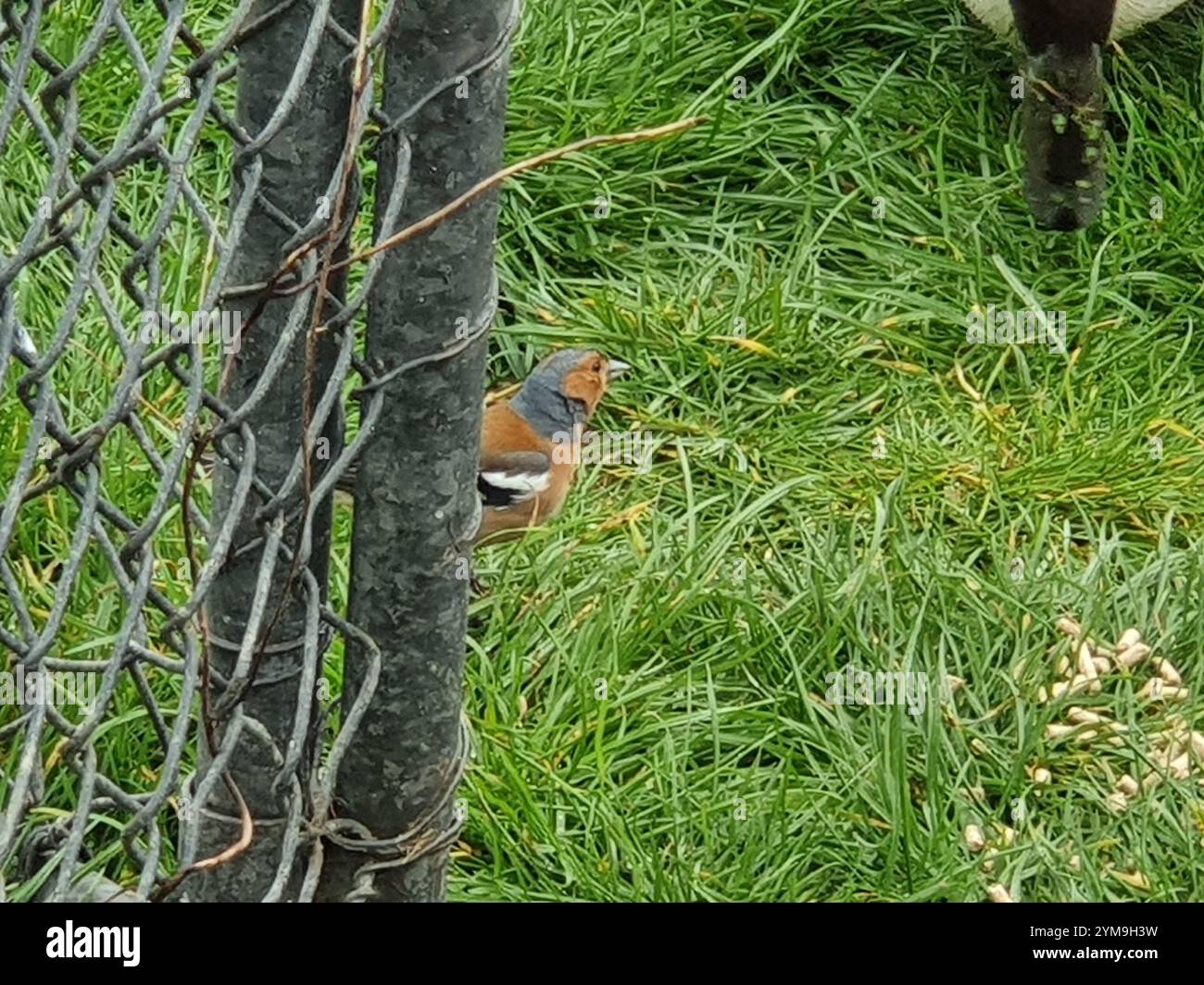 British Chaffinch (Fringilla coelebs gengleri Stock Photo - Alamy