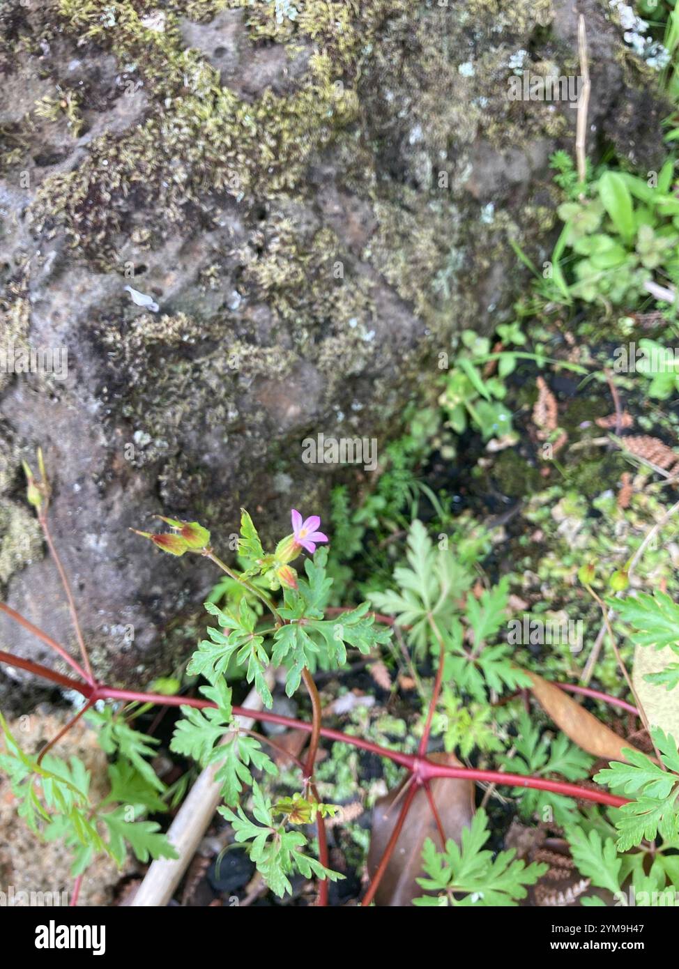 Little-Robin (Geranium purpureum Stock Photo - Alamy
