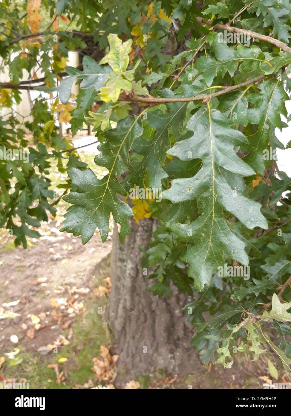 Turkey Oak (Quercus cerris Stock Photo - Alamy