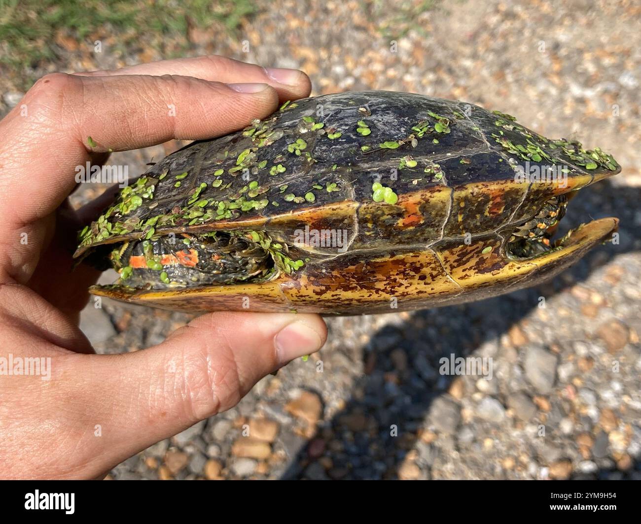 Southern Painted Turtle (Chrysemys dorsalis Stock Photo - Alamy