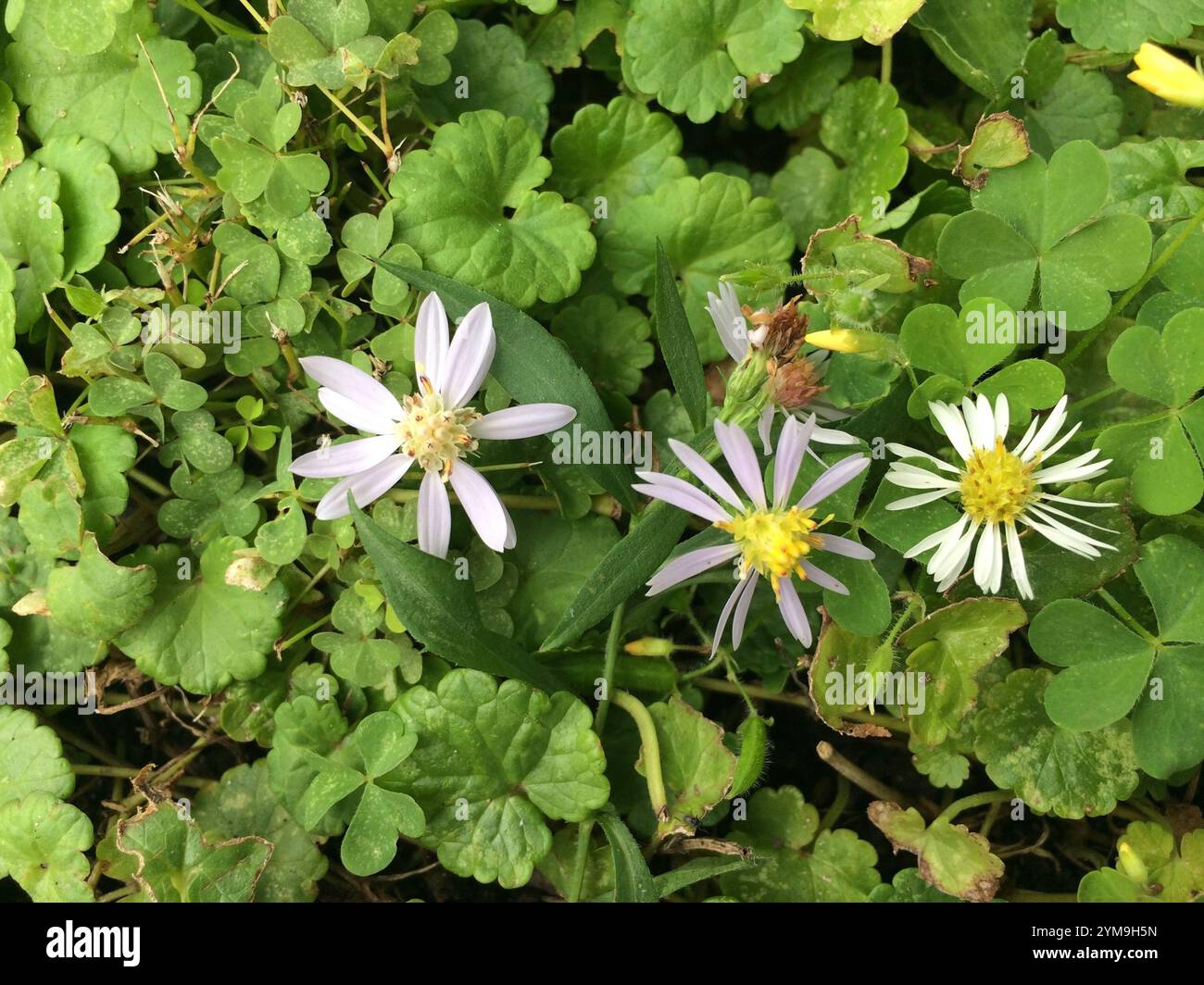 common panicled aster (Symphyotrichum lanceolatum lanceolatum Stock ...