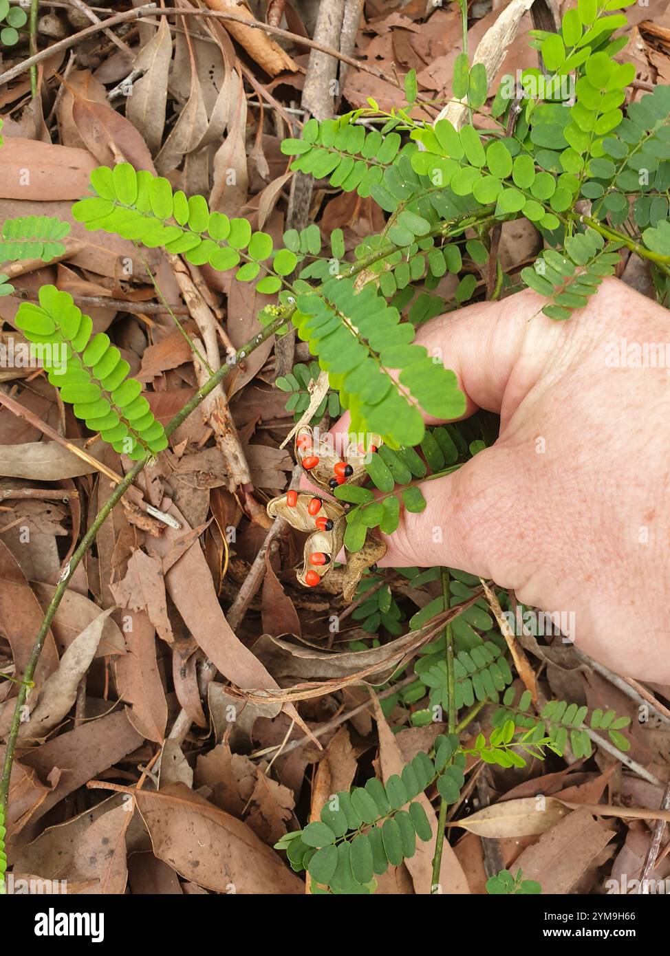 rosary pea (Abrus precatorius Stock Photo - Alamy