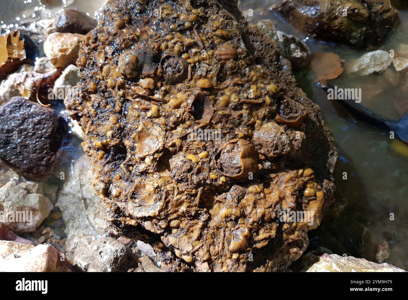 Fossilized seabed fragment with brachiopods and sea urchin fragments ...