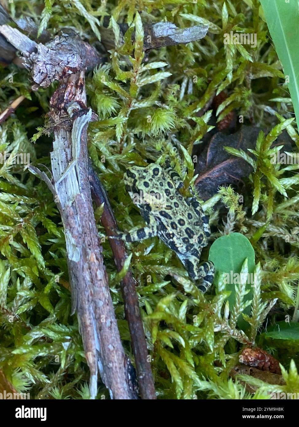 Western Toad (Anaxyrus boreas Stock Photo - Alamy