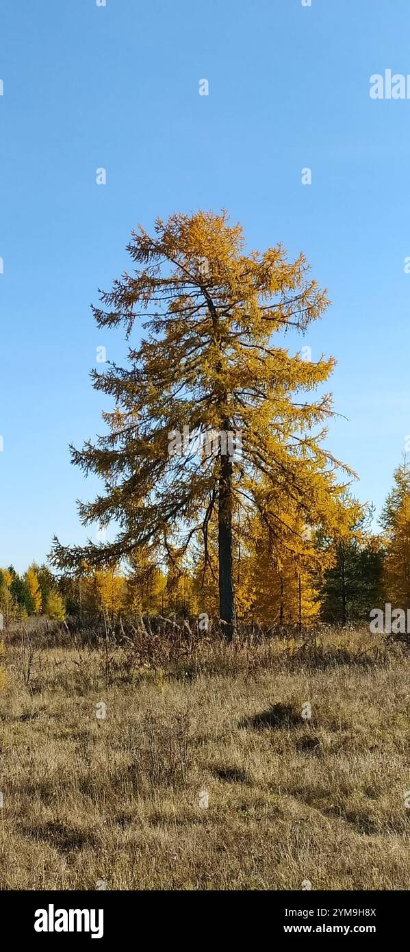 Siberian larch (Larix sibirica Stock Photo - Alamy