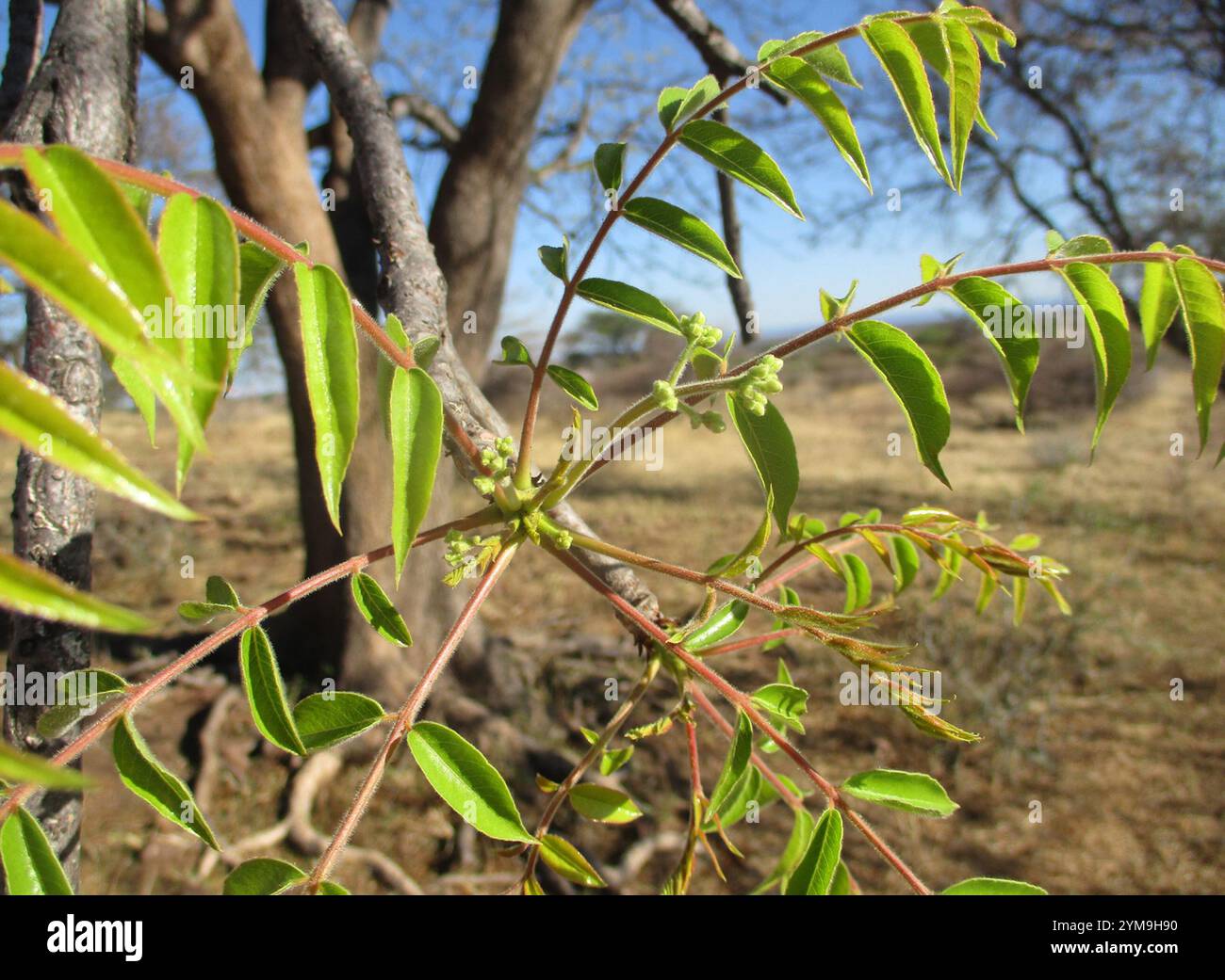 Kirkia (Kirkia acuminata Stock Photo - Alamy