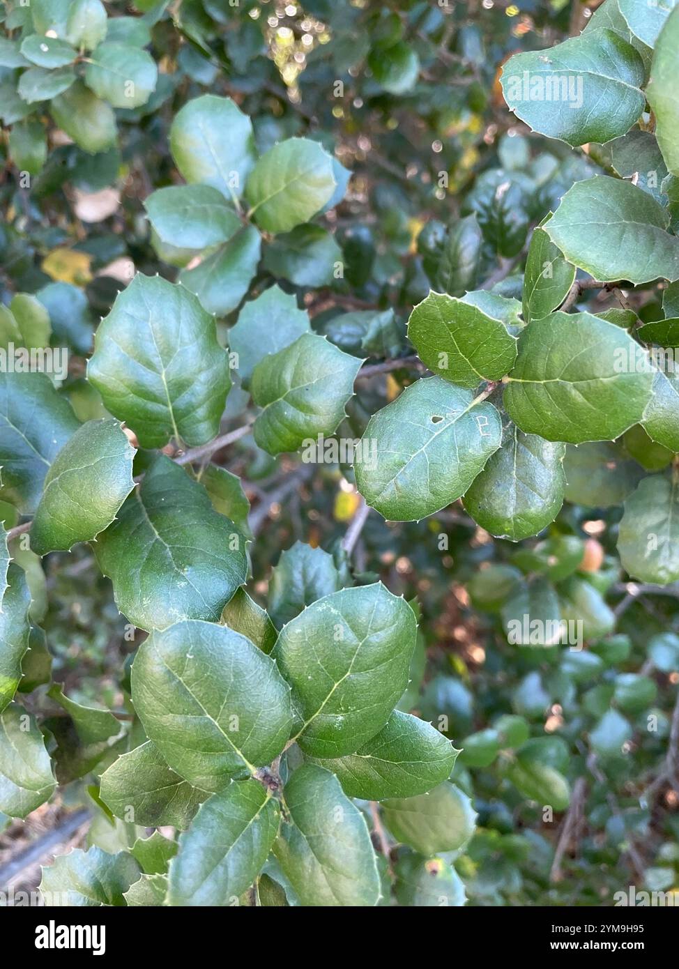 coast live oak (Quercus agrifolia Stock Photo - Alamy