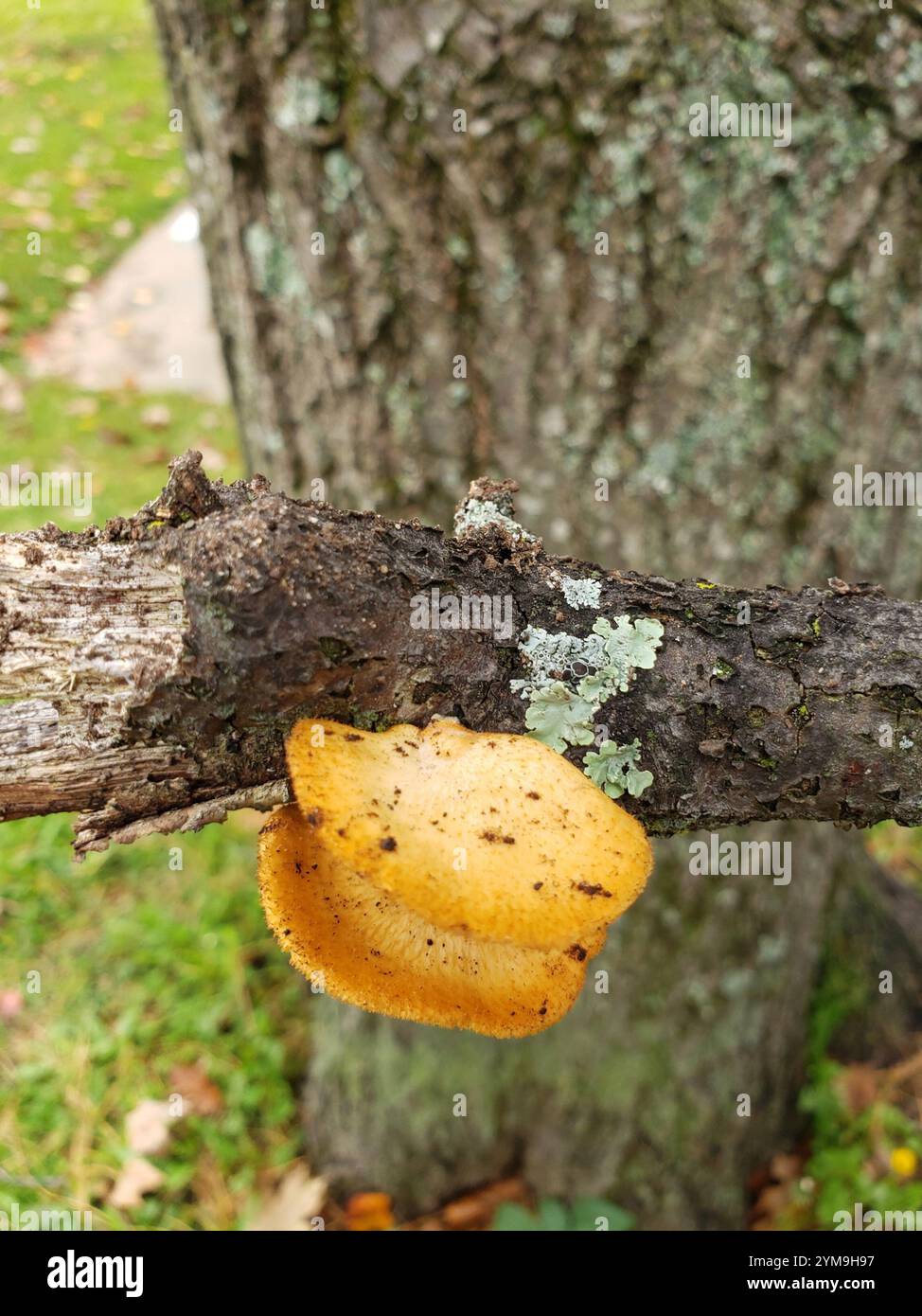 hexagonal-pored polypore (Neofavolus alveolaris Stock Photo - Alamy