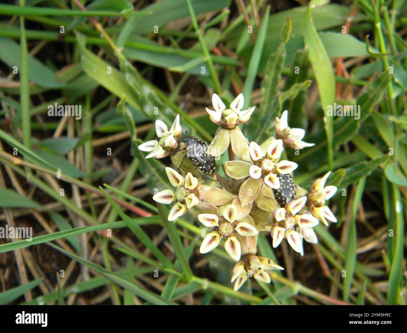 Common Dotted Fruit Chafer (Oxythyrea marginalis Stock Photo - Alamy