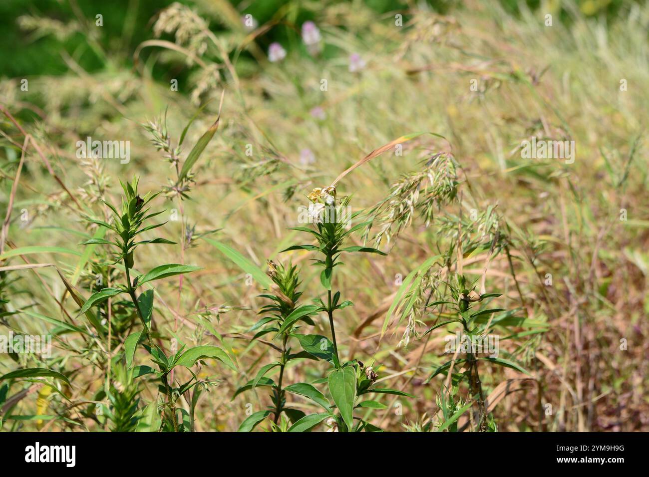 porcupine flower (Barleria prionitis Stock Photo - Alamy