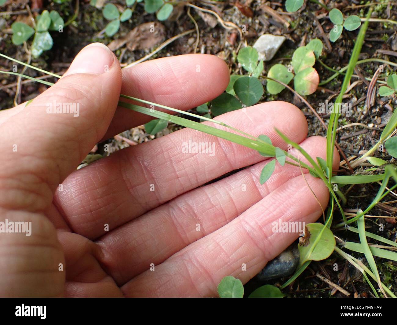 California oatgrass (Danthonia californica Stock Photo - Alamy