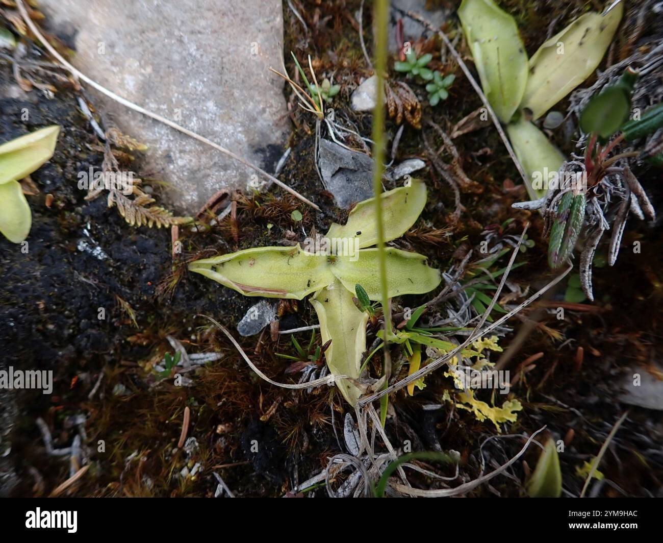 Common Butterwort (Pinguicula vulgaris Stock Photo - Alamy