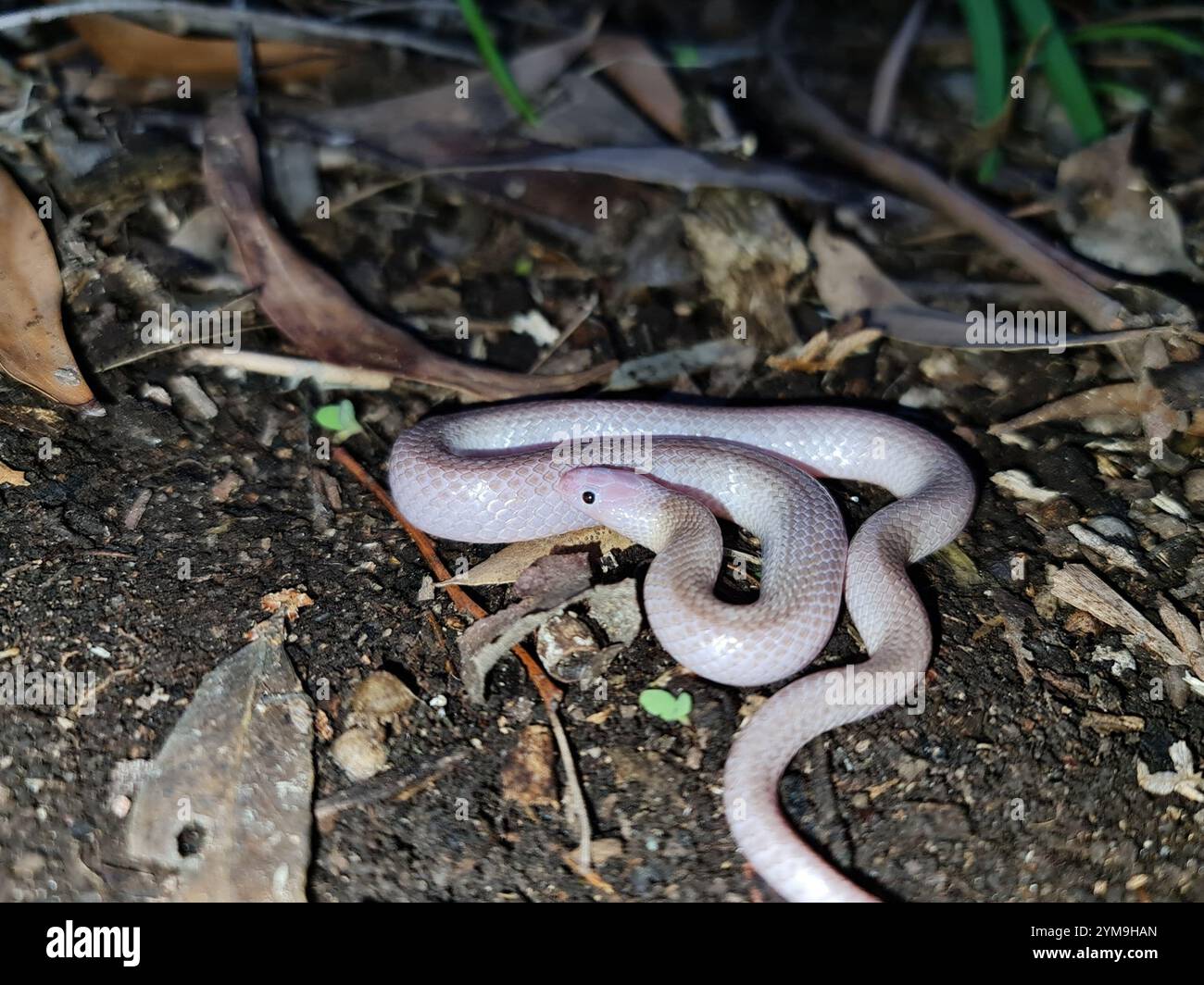 Whip Hooded Snake (Suta flagellum Stock Photo - Alamy