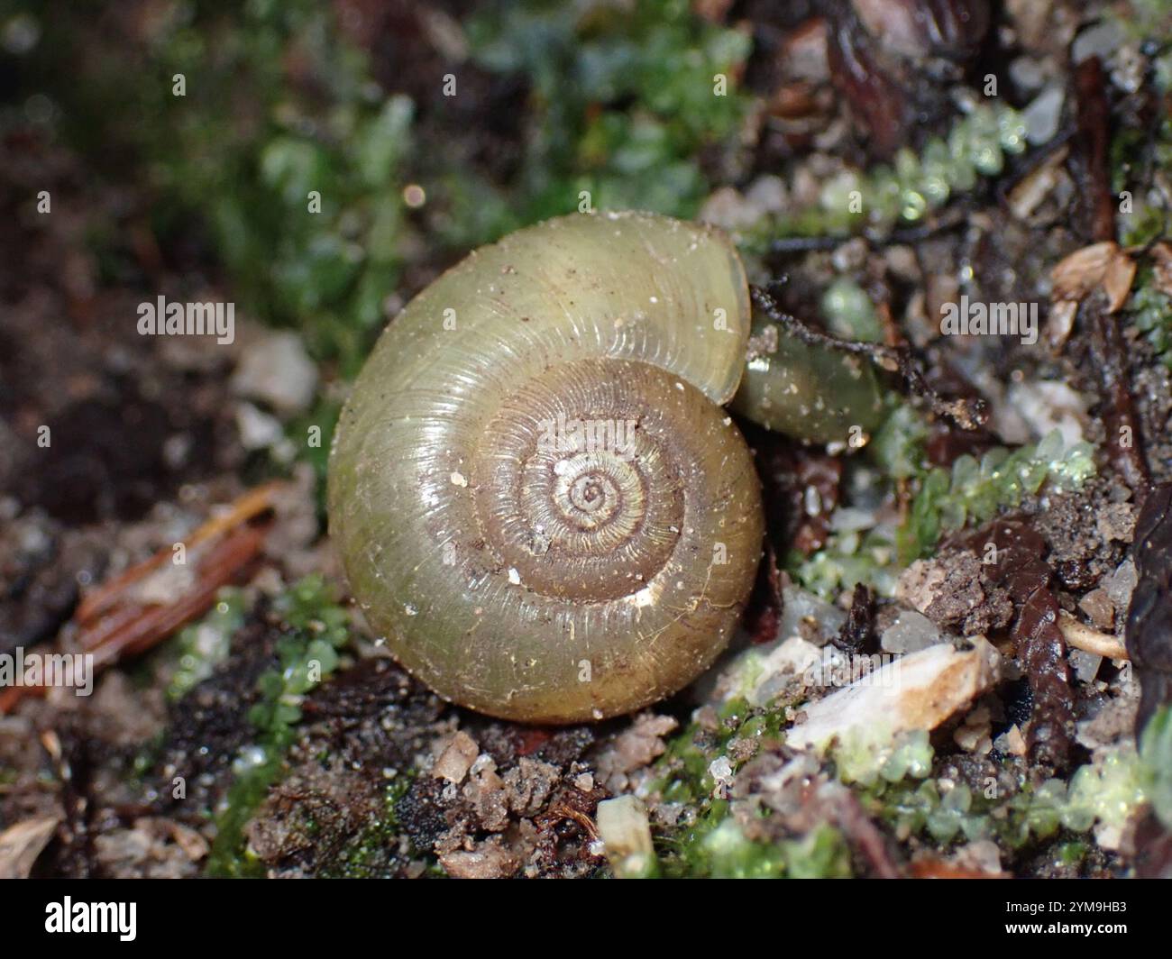 Beaded Lancetooth Snail (Ancotrema sportella Stock Photo - Alamy