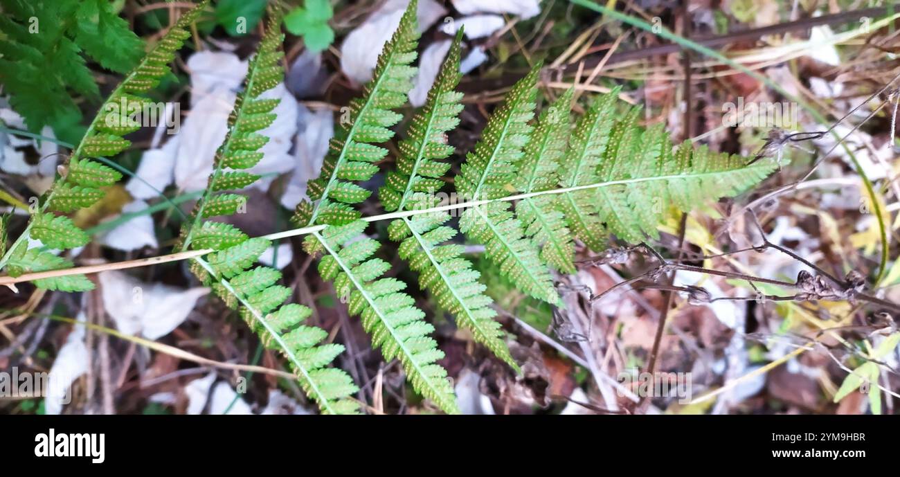 spinulose wood fern (Dryopteris carthusiana Stock Photo - Alamy