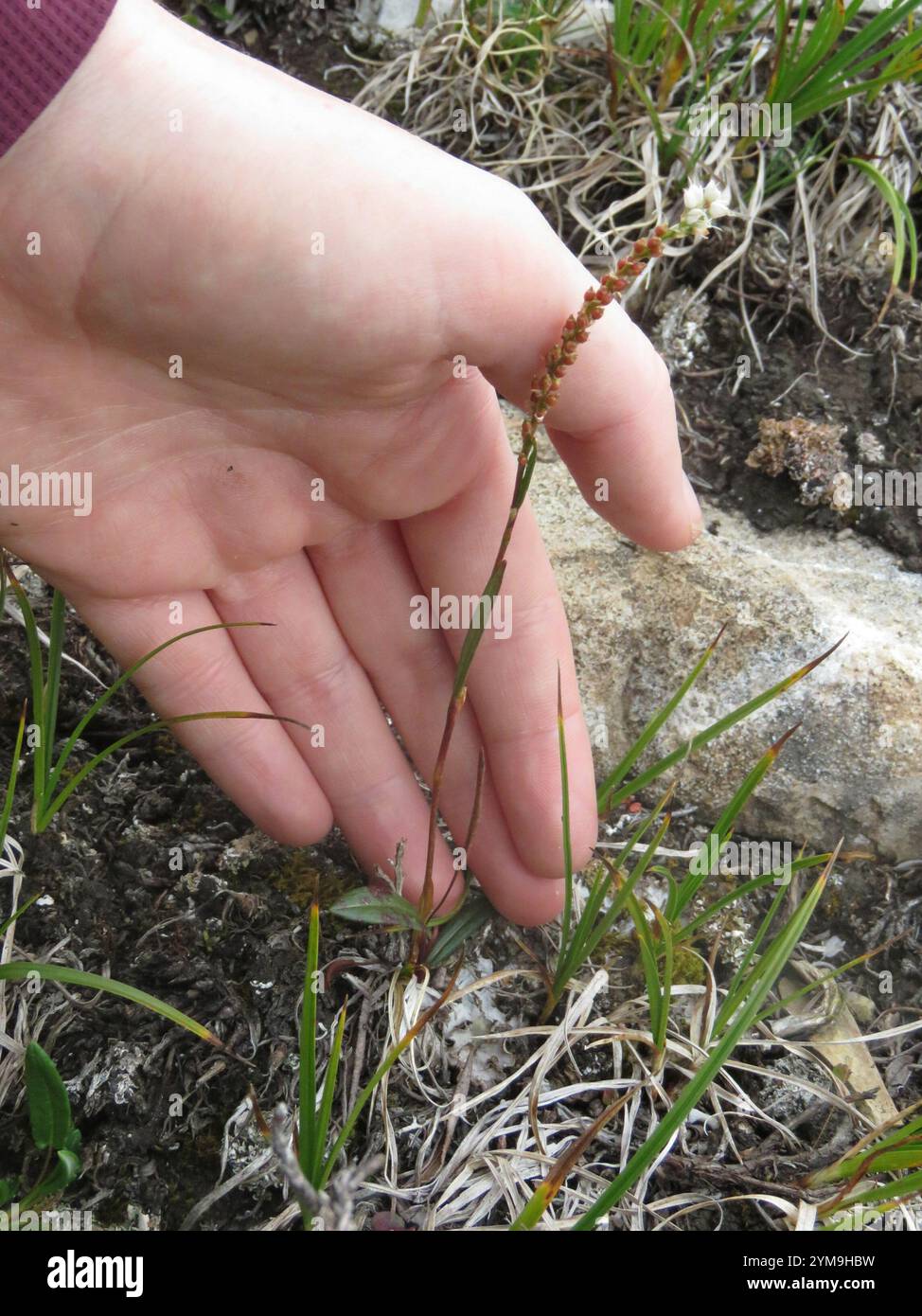 alpine bistort (Bistorta vivipara Stock Photo - Alamy