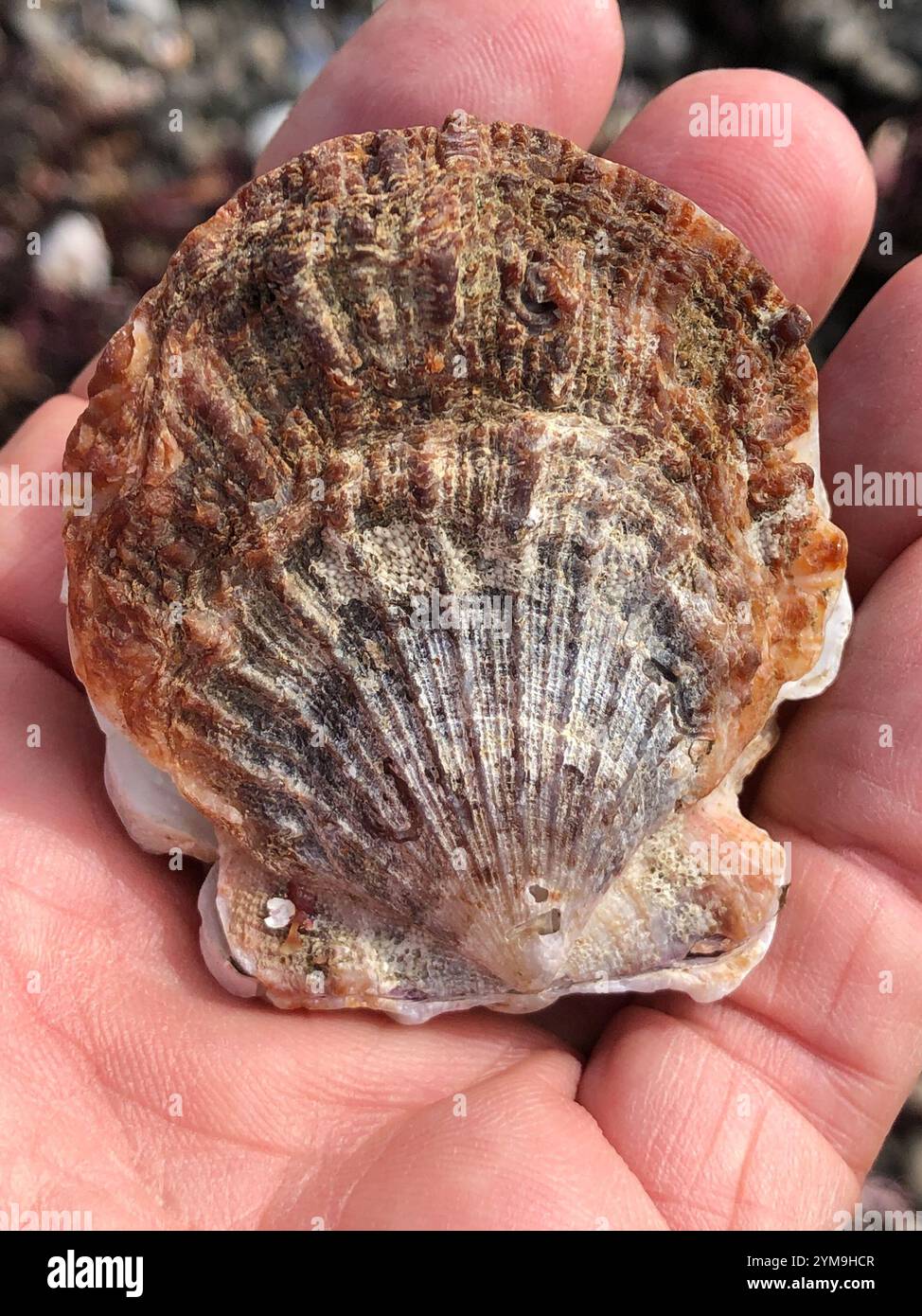 Giant Rock Scallop (Crassadoma gigantea Stock Photo - Alamy