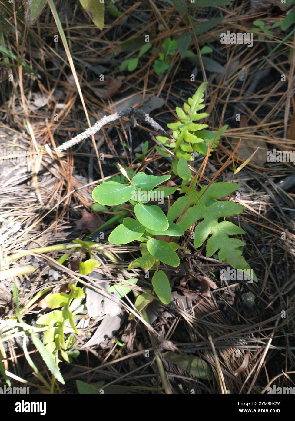 netted chain fern (Woodwardia areolata Stock Photo - Alamy