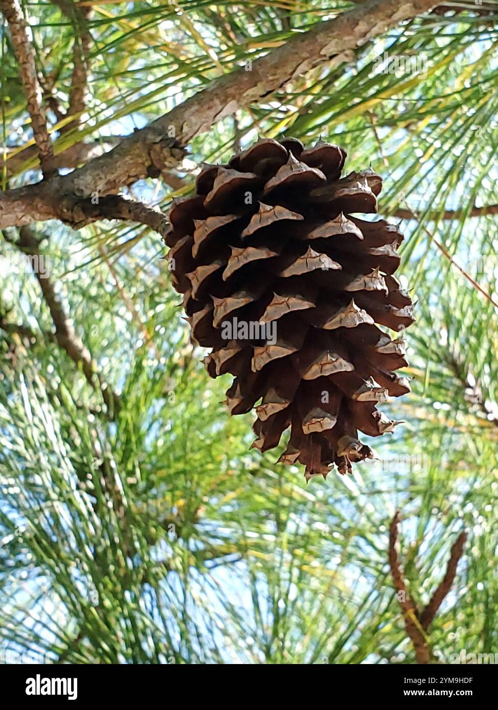 loblolly pine (Pinus taeda Stock Photo - Alamy