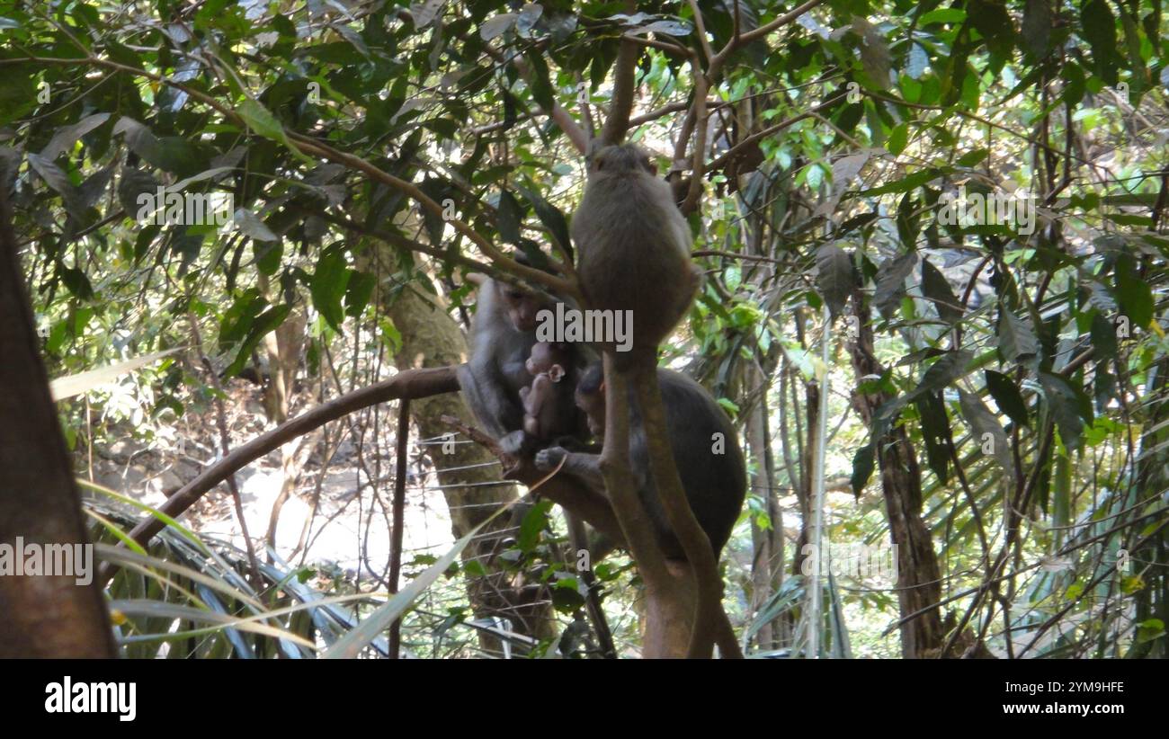 Bonnet Macaque (Macaca radiata Stock Photo - Alamy