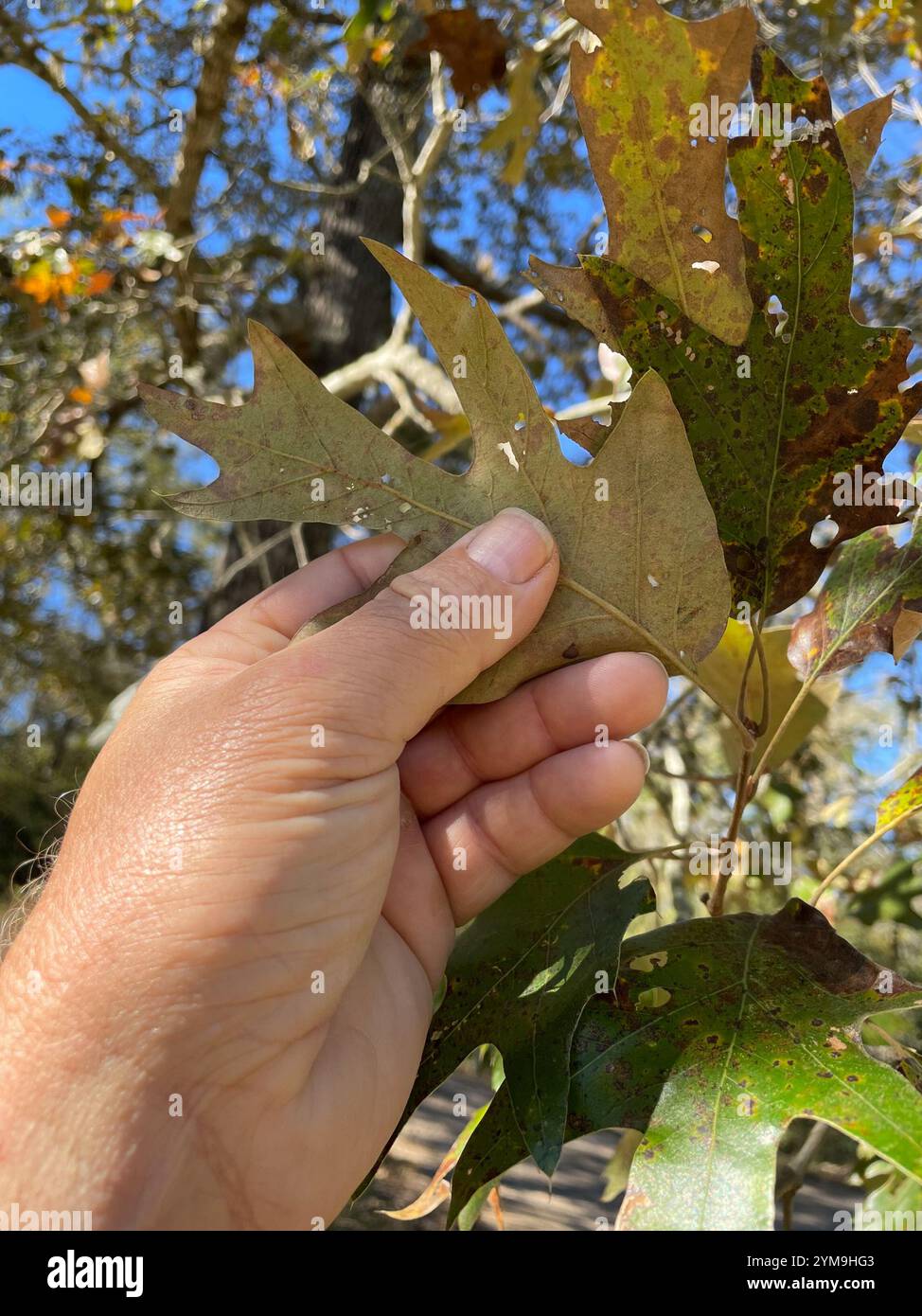 southern red oak (Quercus falcata Stock Photo - Alamy