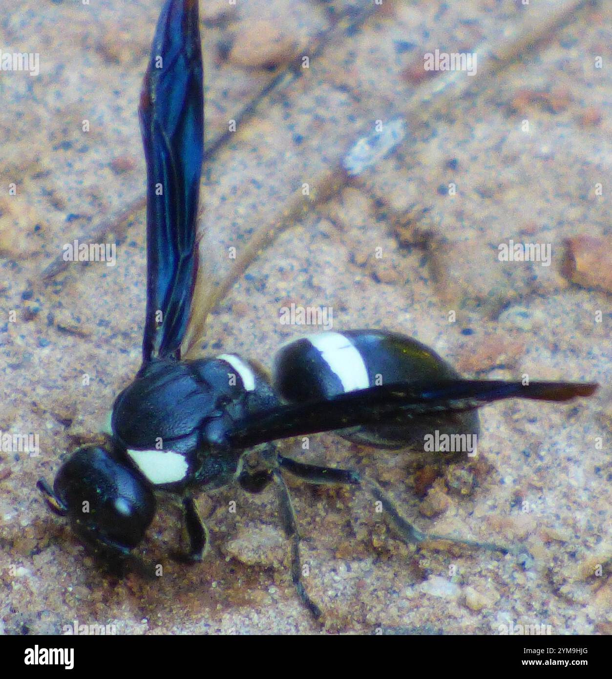 Four-toothed Mason Wasp (Monobia quadridens Stock Photo - Alamy