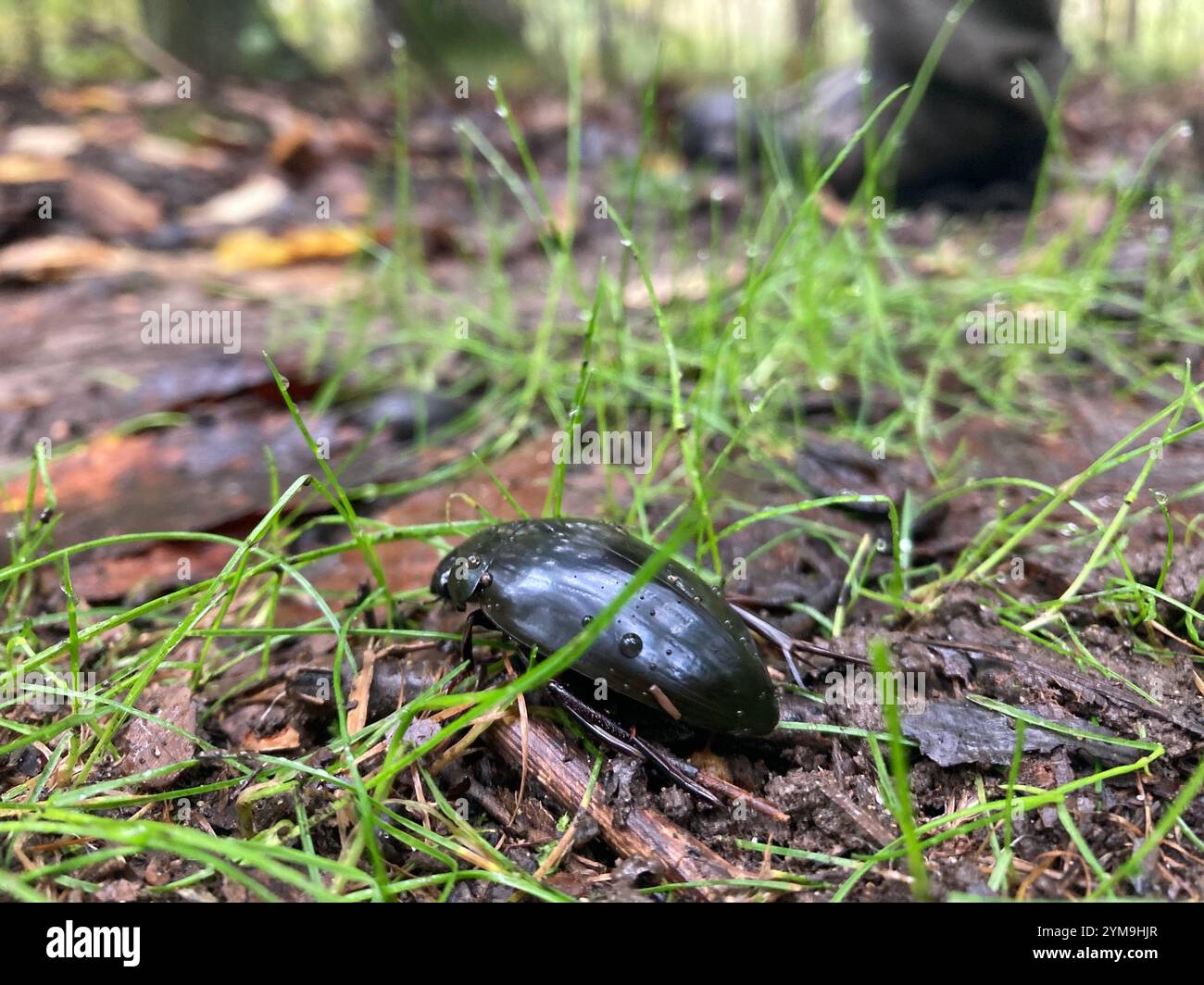 Giant Water Scavenger Beetles (Hydrophilus Stock Photo - Alamy