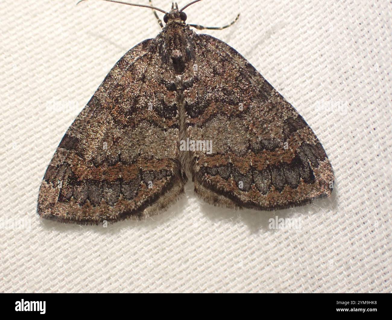 Geometer Moths (Geometridae Stock Photo - Alamy