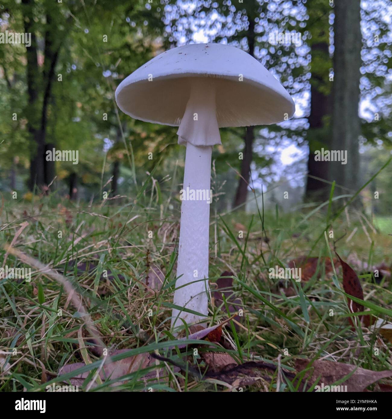 Eastern North American Destroying Angel (Amanita bisporigera Stock ...