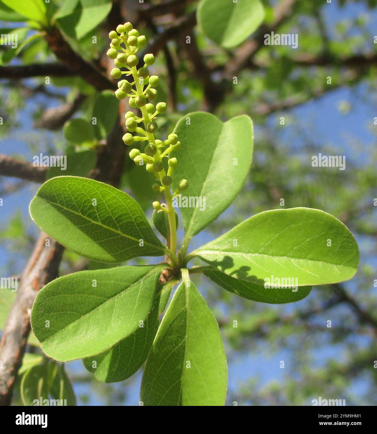 Purplepod clusterleaf (Terminalia prunioides Stock Photo - Alamy