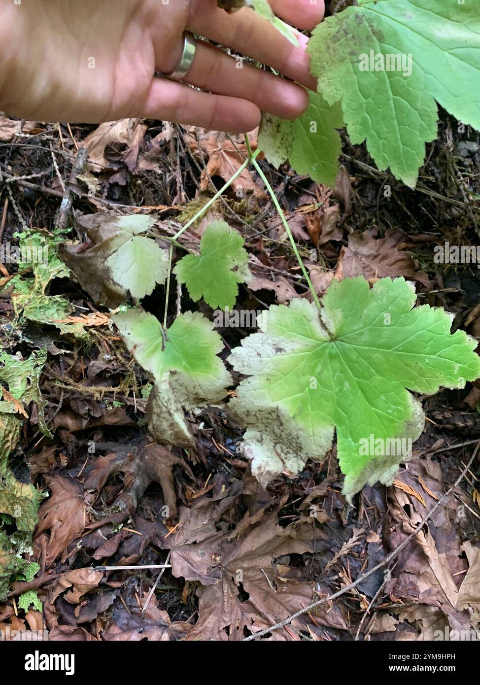 Tall Bugbane (Actaea elata Stock Photo - Alamy