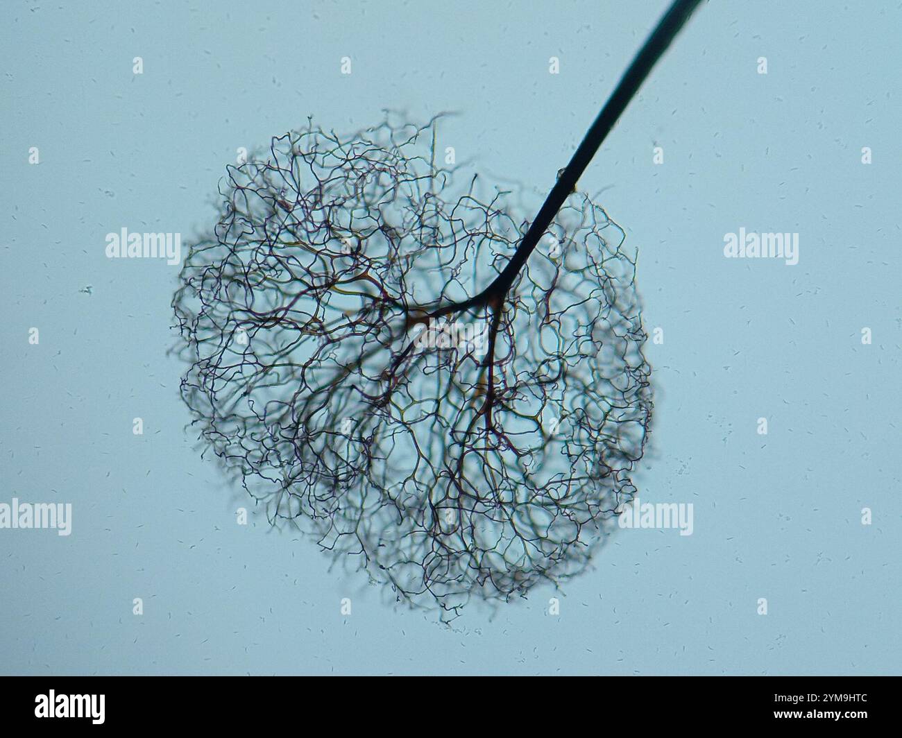 Comatricha elegans hi-res stock photography and images - Alamy