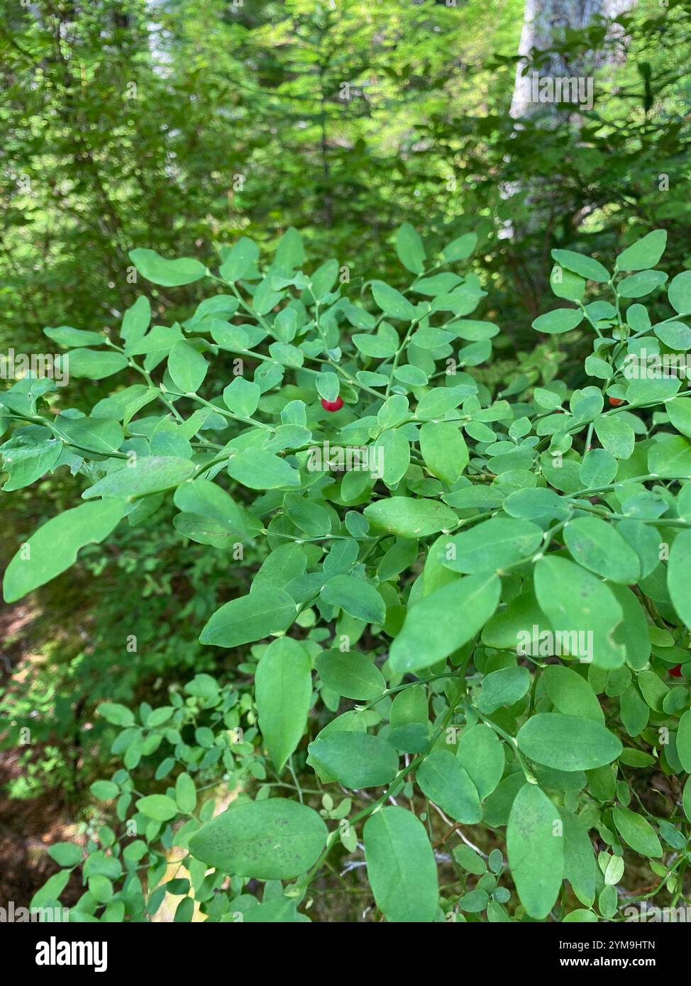 Red Huckleberry (Vaccinium parvifolium Stock Photo - Alamy