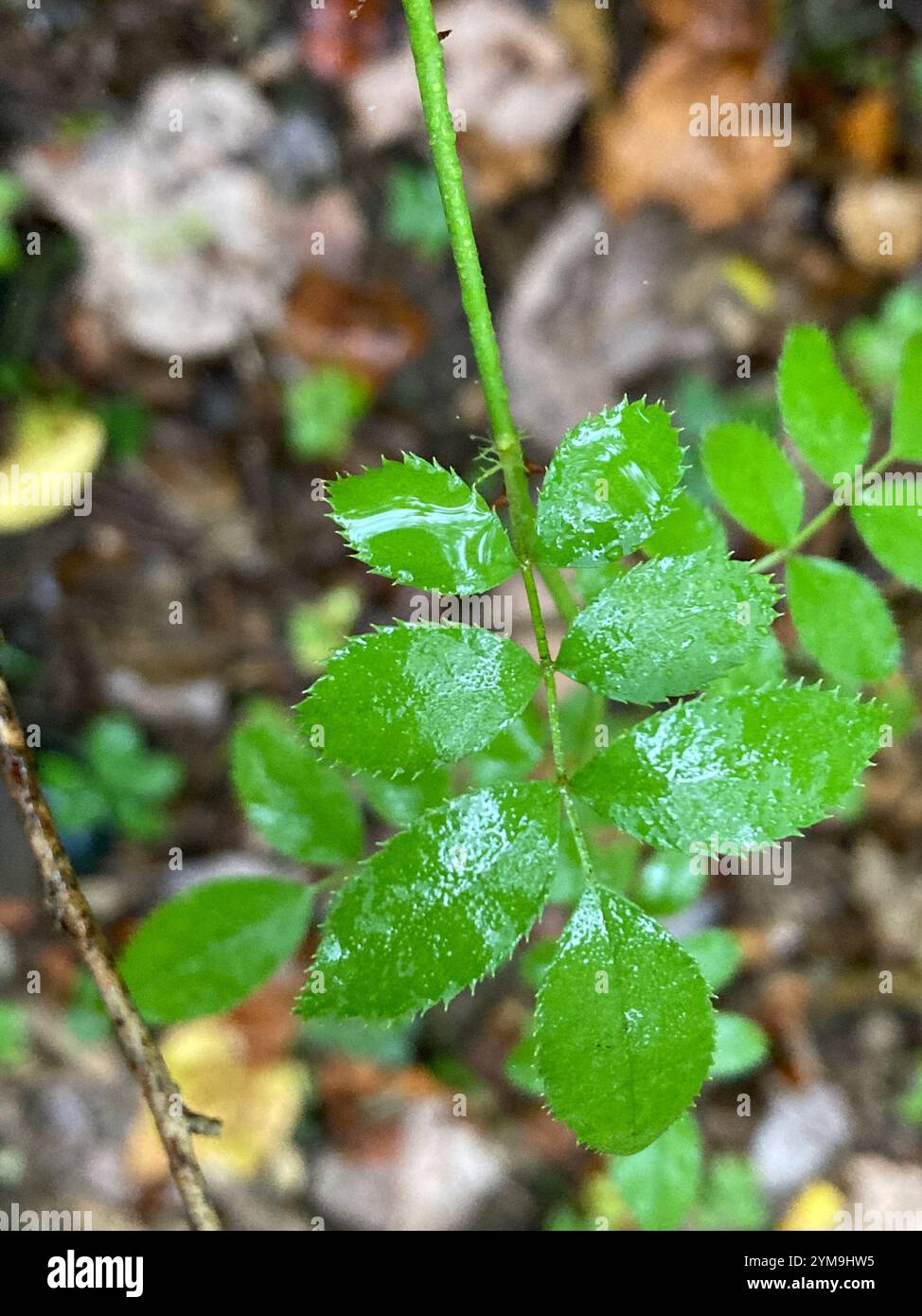 multiflora rose (Rosa multiflora Stock Photo - Alamy