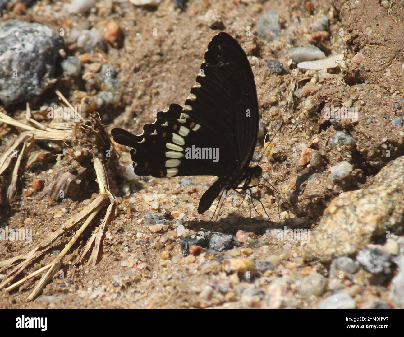Common Mormon Swallowtail (Papilio polytes Stock Photo - Alamy
