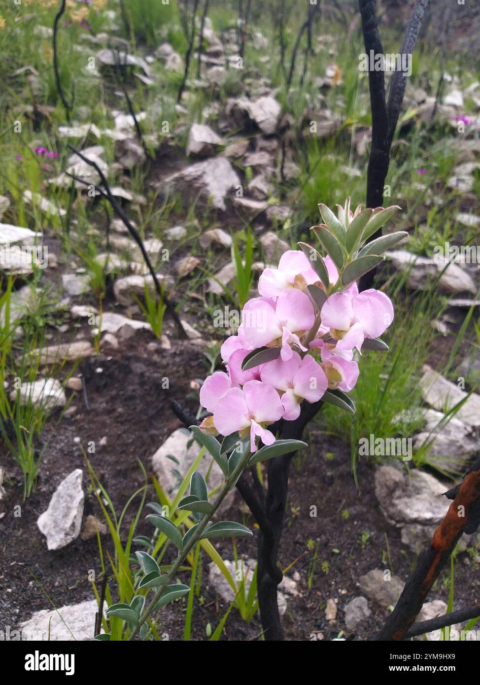 Confusing Capesweetpea (Podalyria variabilis Stock Photo - Alamy