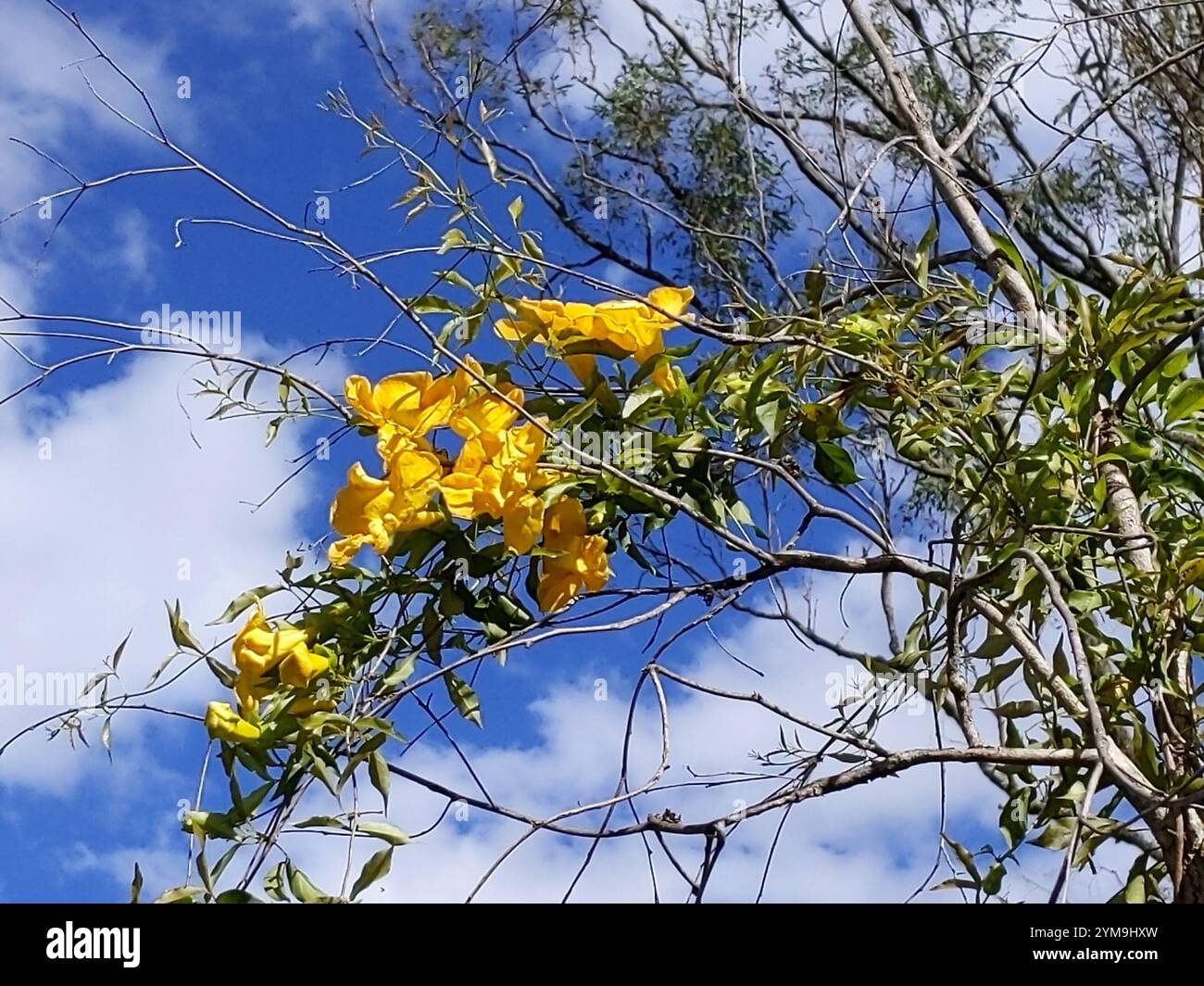 Catclaw vine (Dolichandra unguis-cati Stock Photo - Alamy