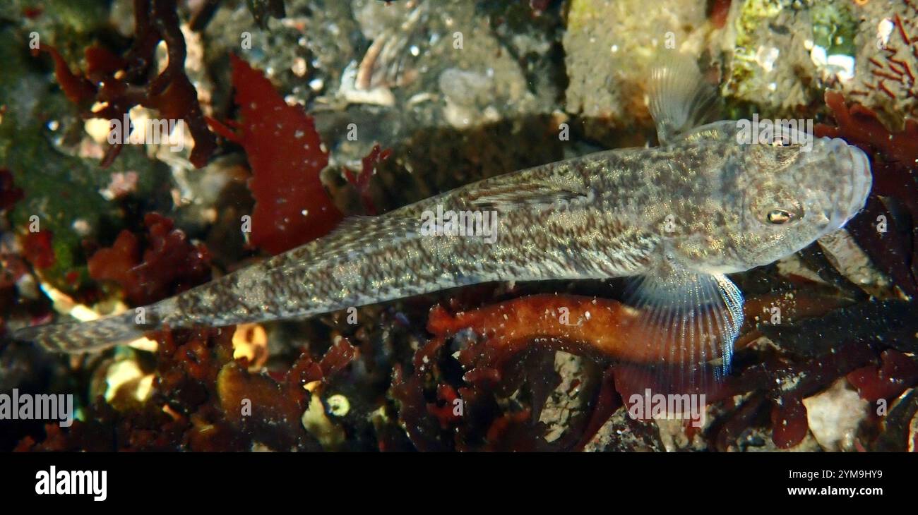 Sand Goby (Pomatoschistus minutus Stock Photo - Alamy
