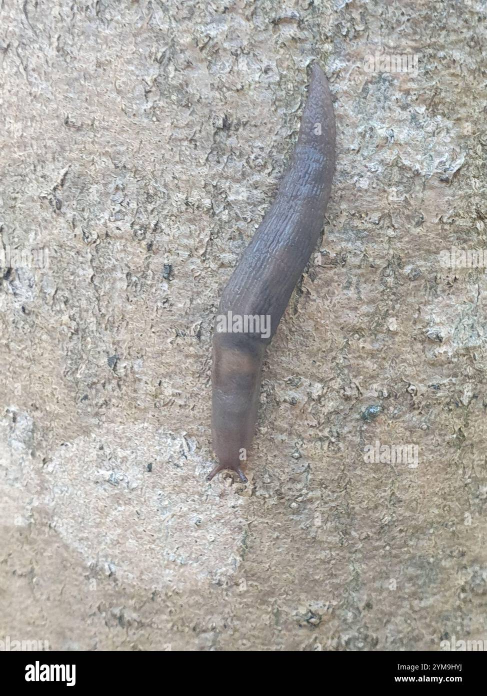 Tree slug (Lehmannia marginata Stock Photo - Alamy
