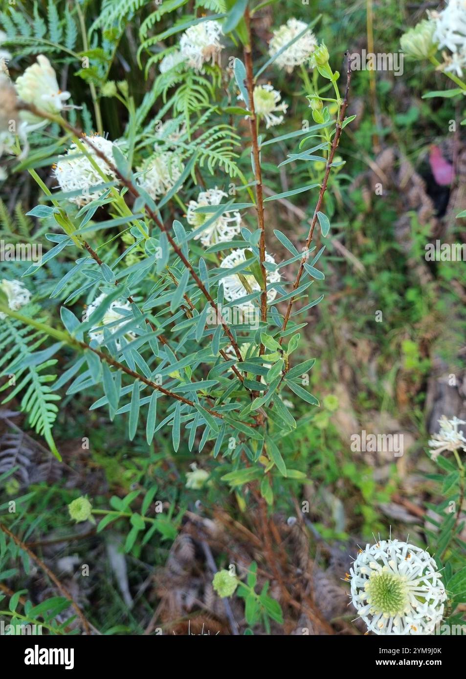 Common Rice-flower (Pimelea humilis Stock Photo - Alamy