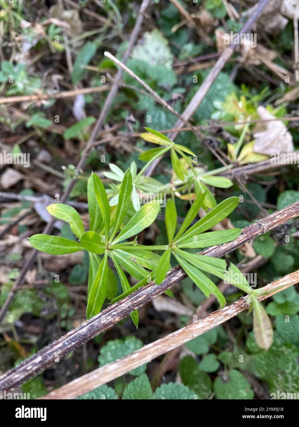 River Bedstraw (Galium rivale Stock Photo - Alamy