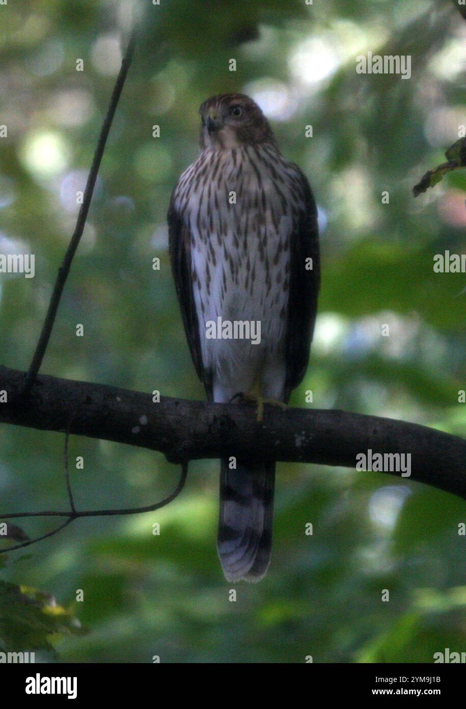 Cooper's Hawk (Astur cooperii Stock Photo - Alamy