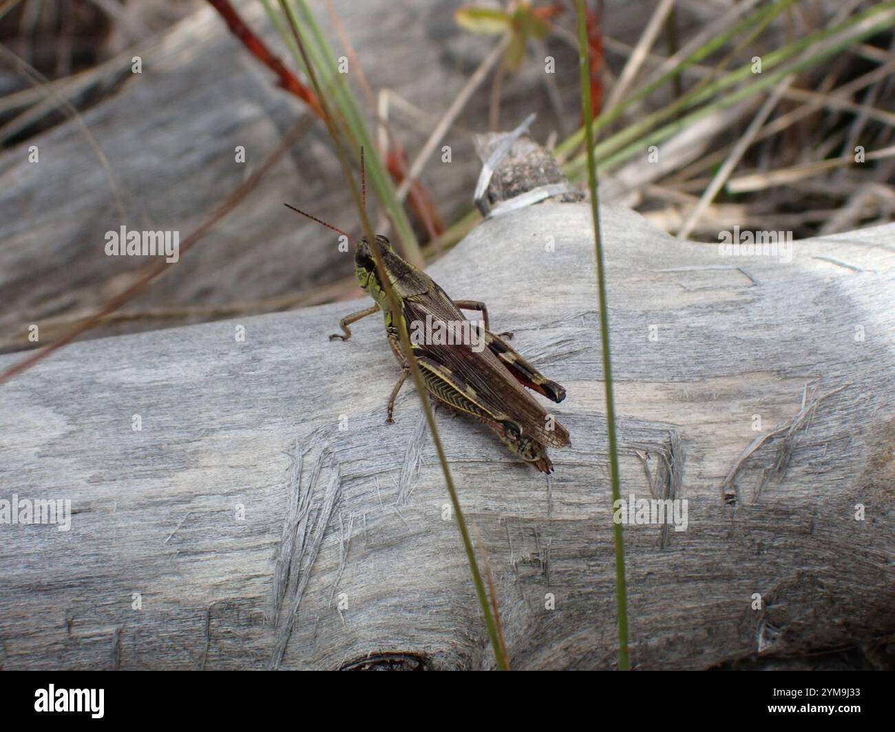 Northern Spur-throat Grasshopper (Melanoplus borealis Stock Photo - Alamy