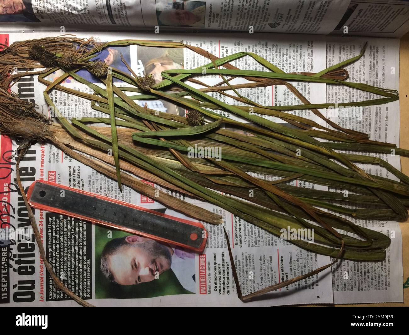 Branching Bur-reed (Sparganium androcladum Stock Photo - Alamy