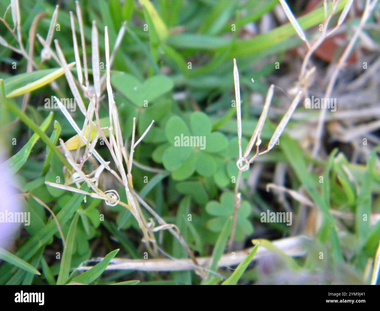 Goat's-foot (Oxalis caprina Stock Photo - Alamy