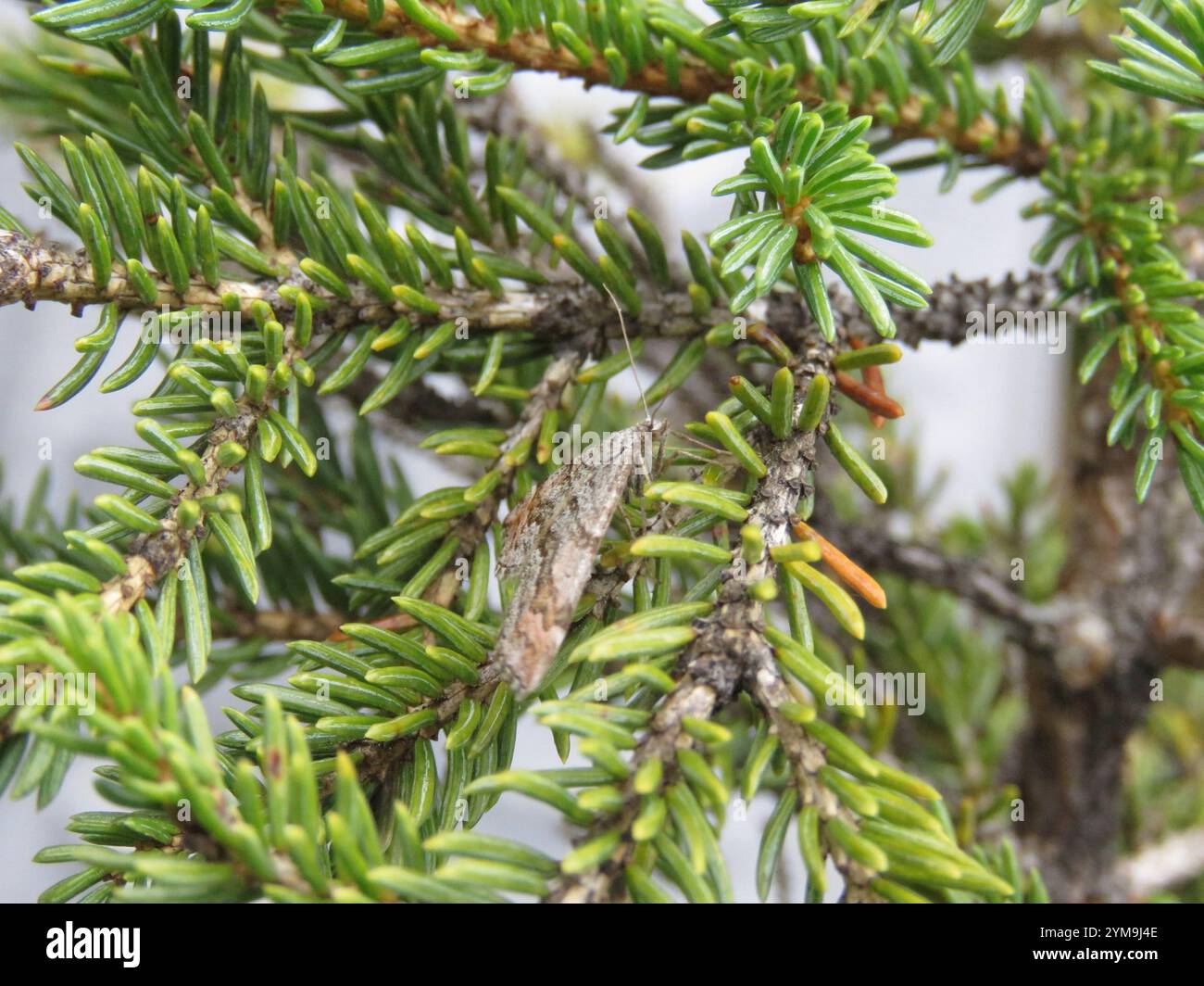 Treble bar moth hi-res stock photography and images - Alamy