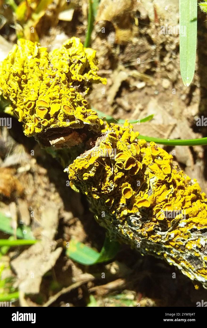 Common Sunburst Lichen (Xanthoria parietina Stock Photo - Alamy