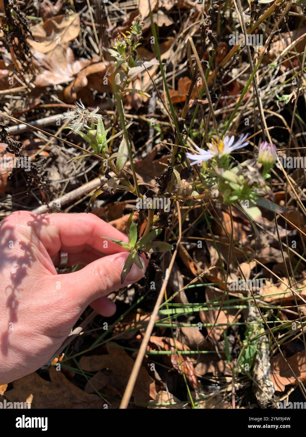Pacific Aster (Symphyotrichum chilense Stock Photo - Alamy